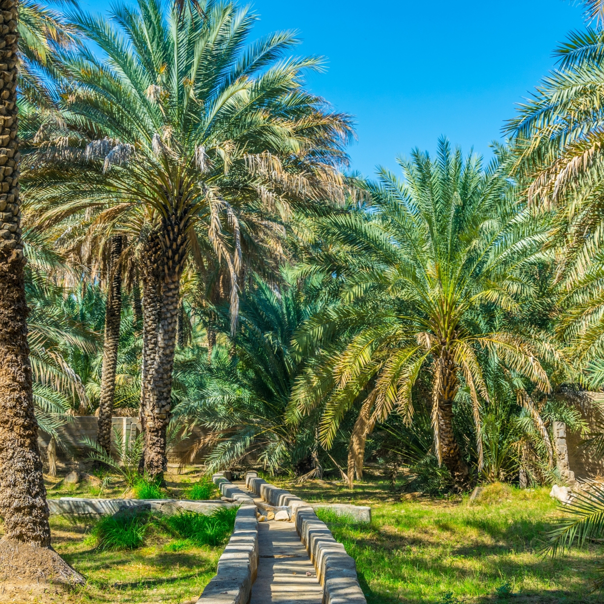 Al Ain City Tour: Book Al Ain Sightseeing Tour from Dubai